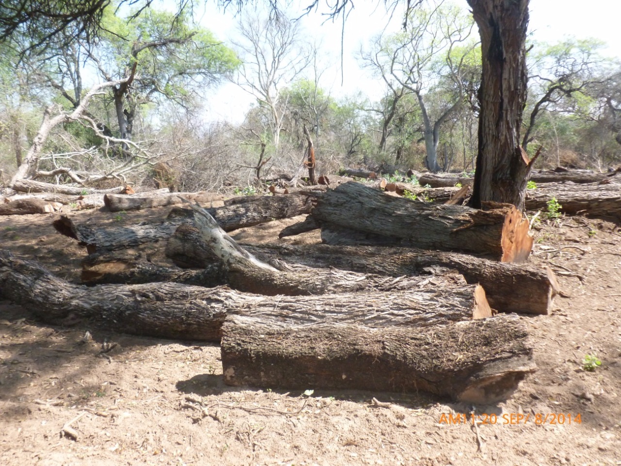 Cómo impacta la deforestación en el Chaco – Red Agroforestal Chaco ...